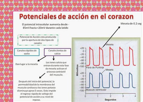 Blog de Fisiología Médica de Noemí Aidé López Castro Potenciales de