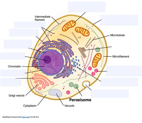 Parts Of The Cell Diagram Quizlet
