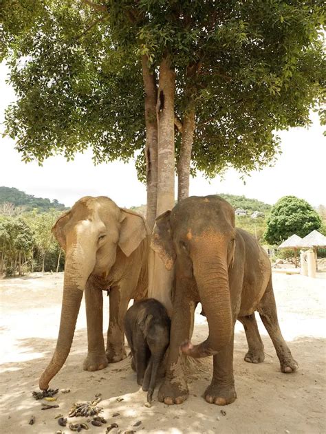 What Is The Difference Between African Elephants And Asian Elephants