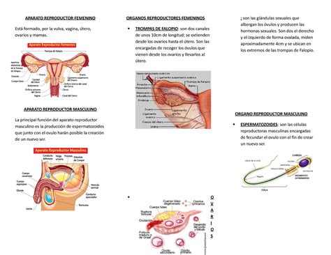 258971606 Triptico Aparato Reproductor APARATO REPRODUCTOR FEMENINO