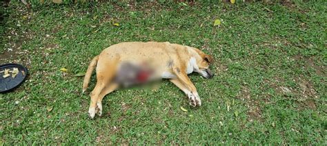 Pol Cia Civil De Imbituva Instaura Inqu Rito Para Apurar Morte De