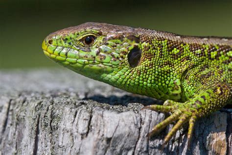 Sand Lizard Guide How To Identify Where They Re Found And The Threats