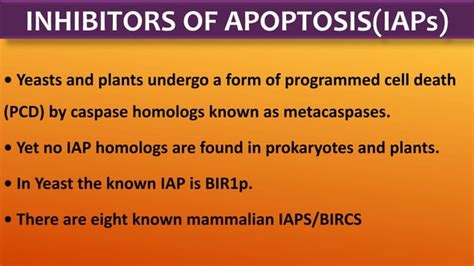 Apoptosis Intrinsic And Extrinsic Pathway With Assays PPT