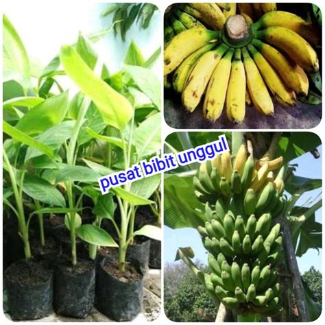 Jual Bibit Pisang Raja Atau Pisang Sajen Super Di Lapak Pusat Bibit