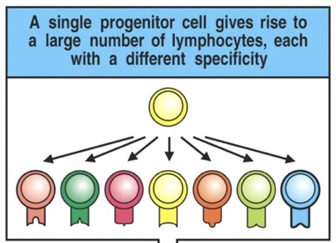 Immunology Intro Lecture Flashcards Quizlet