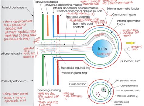 Ae L Inguinal Canal And Spinal Cord Diagram Quizlet