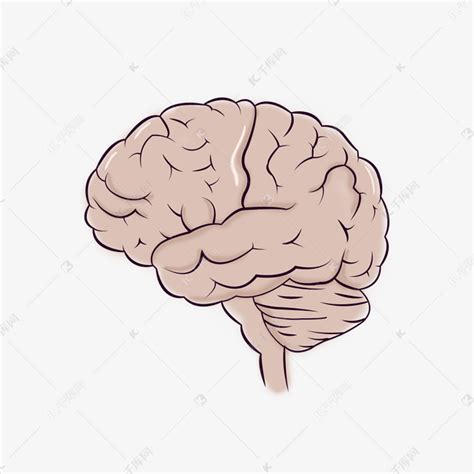 白色的大脑手绘插画素材图片免费下载 千库网