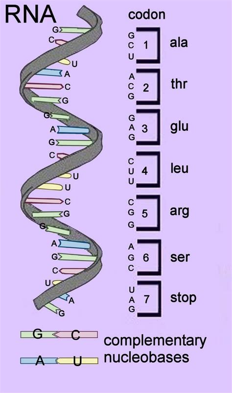 Molecular Biology Codon