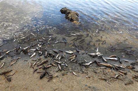 Millones de peces muertos en el mar Menor español una de las lagunas