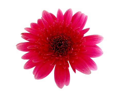 Blume Freigestellt Transparent Kostenloses Foto Auf Pixabay Pixabay