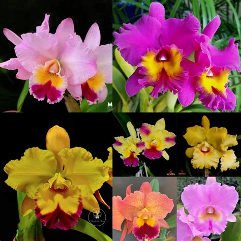 Pacote De Orqu Deas Cattleya Plantas Adultas Merten Orqu Deas