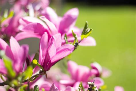 Magnolie Feder Blume Kostenloses Foto Auf Pixabay Pixabay
