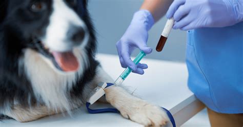 Medical Waste In Veterinary Practices MedPro Disposal