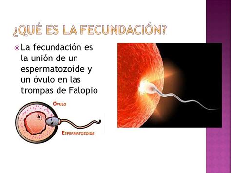 Fases de la fecundación RESUMEN CORTO
