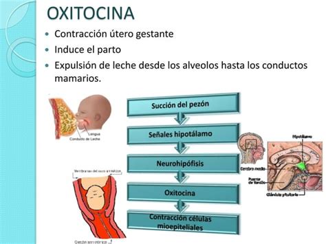 Anatomia Y Fisiologia Eje HipotáLamo Hipofisario PPT