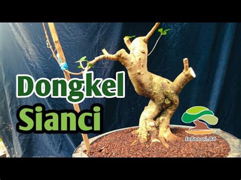 PENGANGKATAN BAHAN BONSAI SIANCI DARI GROUNDING KE WADAH DENGAN MEDIA