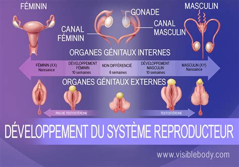 Processus De Reproduction