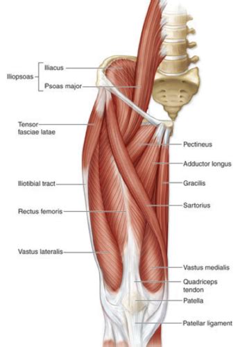 Appendicular Muscles Muscles Acting On Knee And Leg Flashcards Quizlet