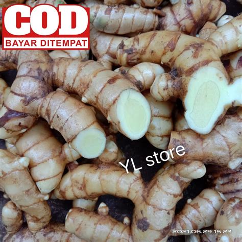 Jual Temu Putih Segar 1kg Kunyit Putih Kunir Putih Curcuma Zedoaria