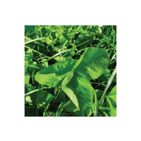 Semilla ANASAC Trébol Blanco Legacy Saco 5 kg