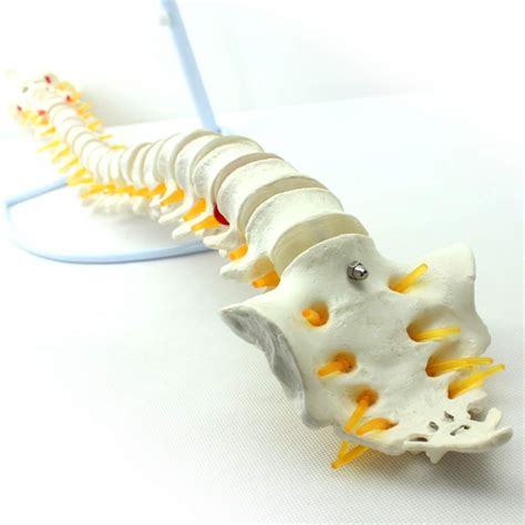 Buy Educational Model Spinal Model Medical Anatomical Lumbar Spine
