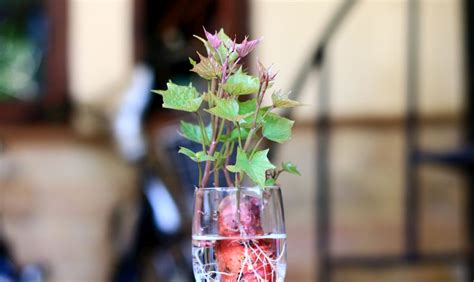 Cultiver Des Patates Douces Dans Un Pot De Fleurs Est Une Excellente