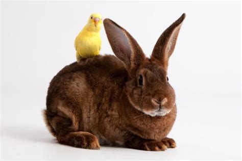 20 Razas de conejos y sus características Con FOTOS