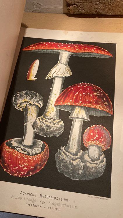 Livre Champignons Comestibles LEUBA Lithographies Kaufen Auf Ricardo