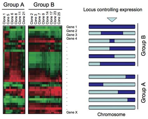 expression quantitative locus eqtl mapping in this method different download scientific