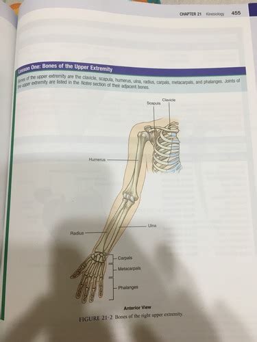 Mblex Part Kinesiology Bones Flashcards Quizlet