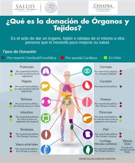Qué órganos y tejidos se pueden donar Centro Nacional de