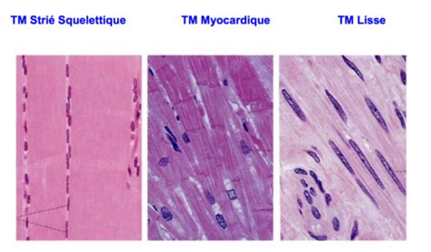 HISTO Les Tissus Musculaires Cartes Quizlet
