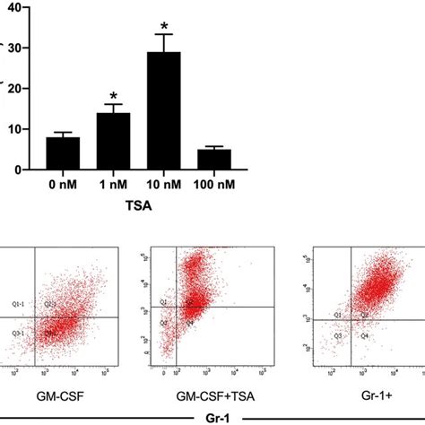 Tsa Can Promote The Gm Csf Induced Bm Cell Differentiation And Increase
