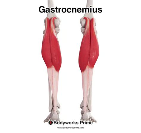 Gastrocnemius Muscle Anatomy Bodyworks Prime