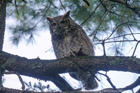 Great Horned Owl Talons