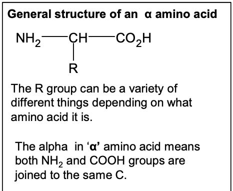 Amino Acids Flashcards Quizlet