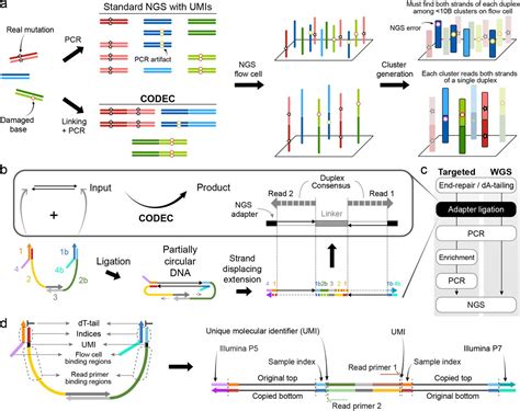 codec enables ‘single duplex sequencing biorxiv