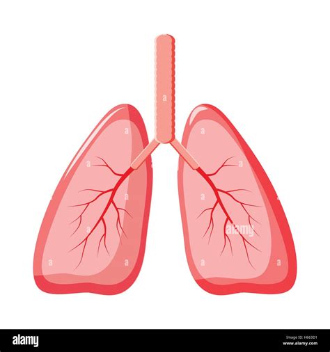 Los Pulmones Icono En El Estilo De Dibujos Animados Imagen Vector De