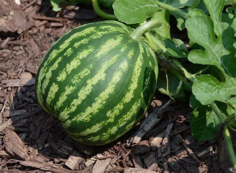 Cultivo De Melones Consejos Y Pasos Para Una Cosecha Exitosa