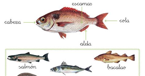 Primeiro da Rabadeira CARACTERÍSTICAS DE LOS PECES