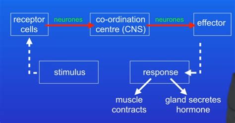 Biology B Homeostasis And Response Flashcards Quizlet