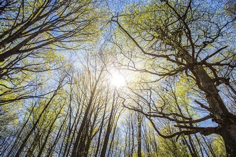 Sonnenlicht Bäume Wald Kostenloses Foto auf Pixabay