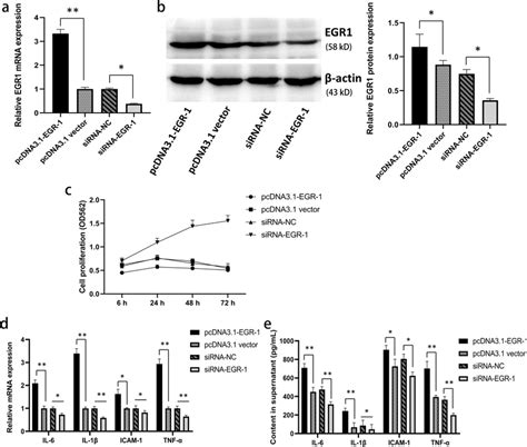 Upregulation Of EGR1 Inhibits Cell Proliferation And Increases