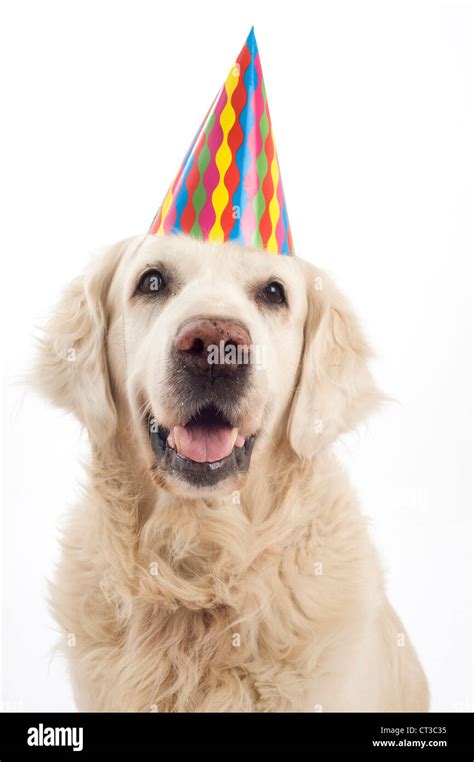 Recolectar 90 images perro con gorro de cumpleaños Viaterra mx