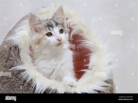 Norwegian Forest Cat Kitten Sitting In Her Nest Stock Photo Alamy