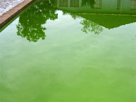 Algae Analysis Types Of Swimming Pool Algae You Should Know About