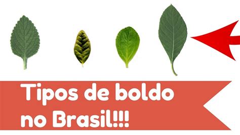ALGUMAS PLANTAS MEDICINAIS BOLDO SEUS TIPOS E SUAS UTILIDADES