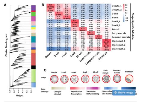 Weighted Gene Co Expression Network Analysis ETRIKS