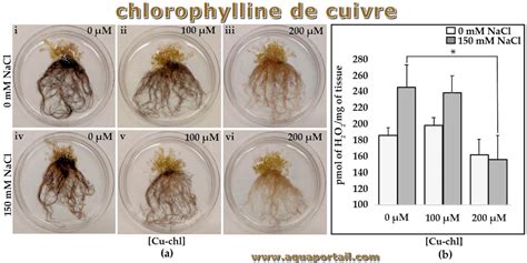 Chlorophylline D Finition Et Explications