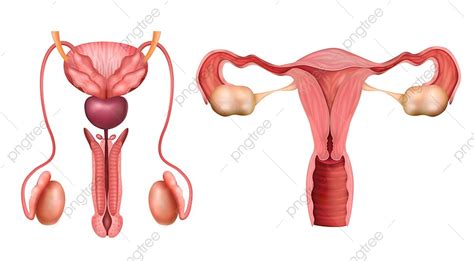 Male Reproductive System Vector Art Png Male And Female Reproductive System Organs Realistic